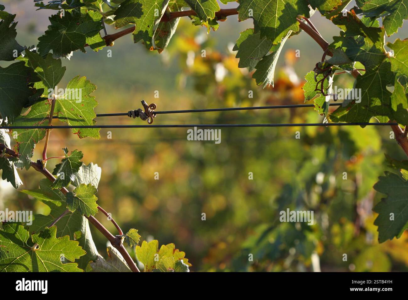 Temecula winery vines hi-res stock photography and images - Alamy