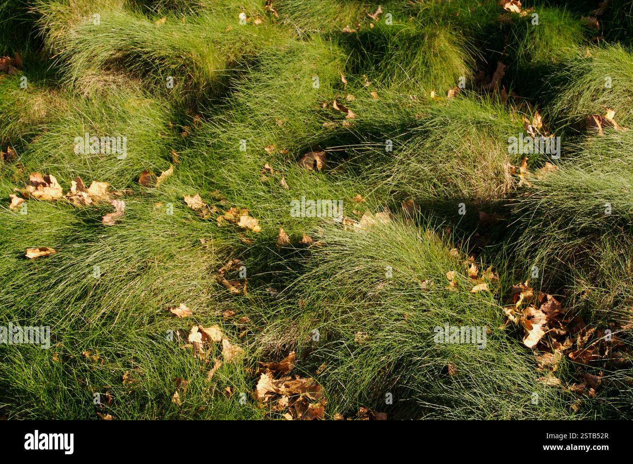 Wavey Lush Green Grass and Leaves Stock Photo - Alamy