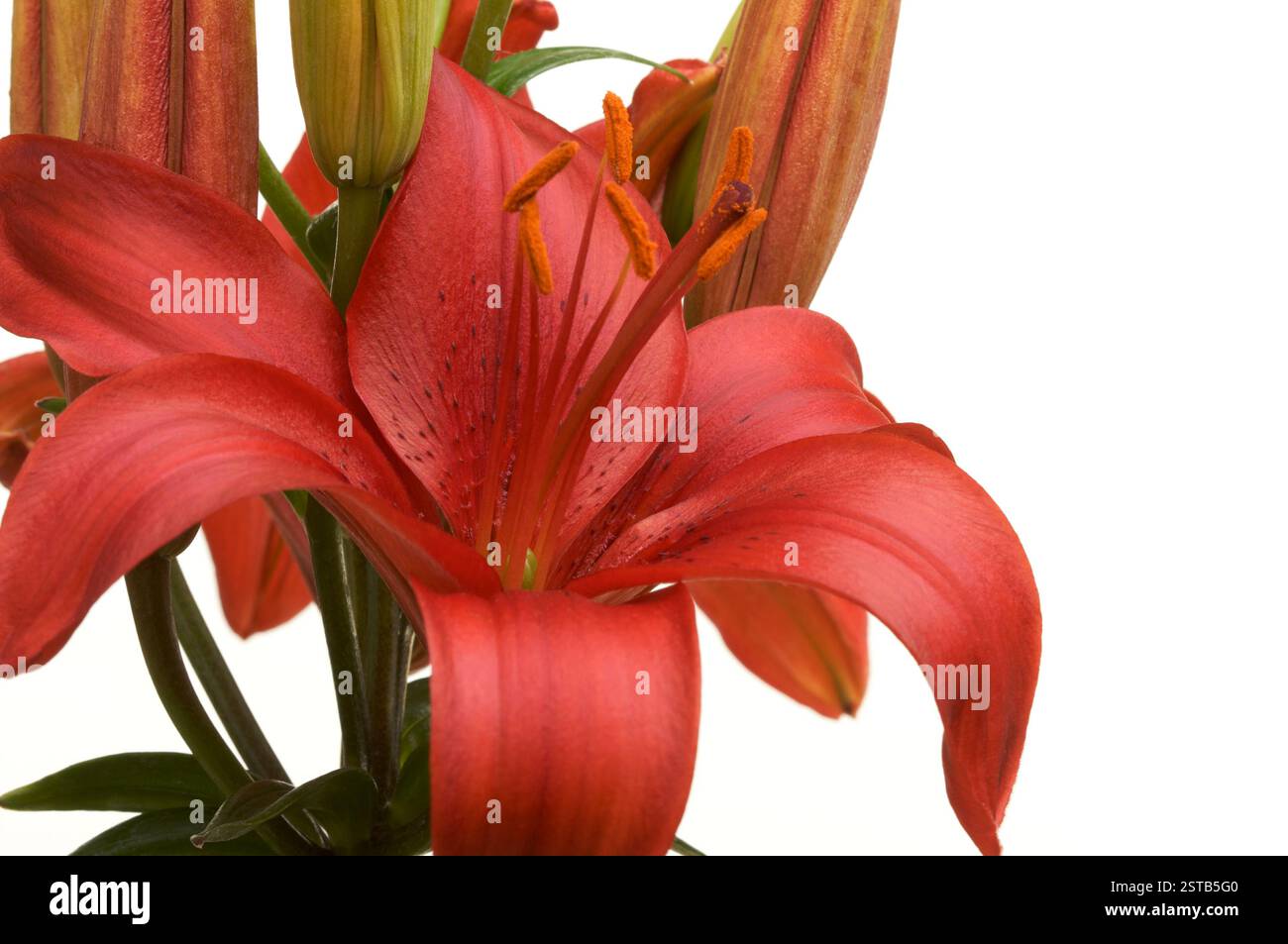 Burgundy bloom lily hi-res stock photography and images - Alamy