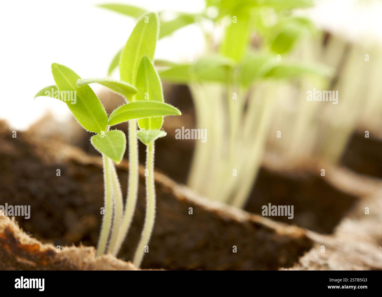 Delicate plants sprouting hi-res stock photography and images - Alamy