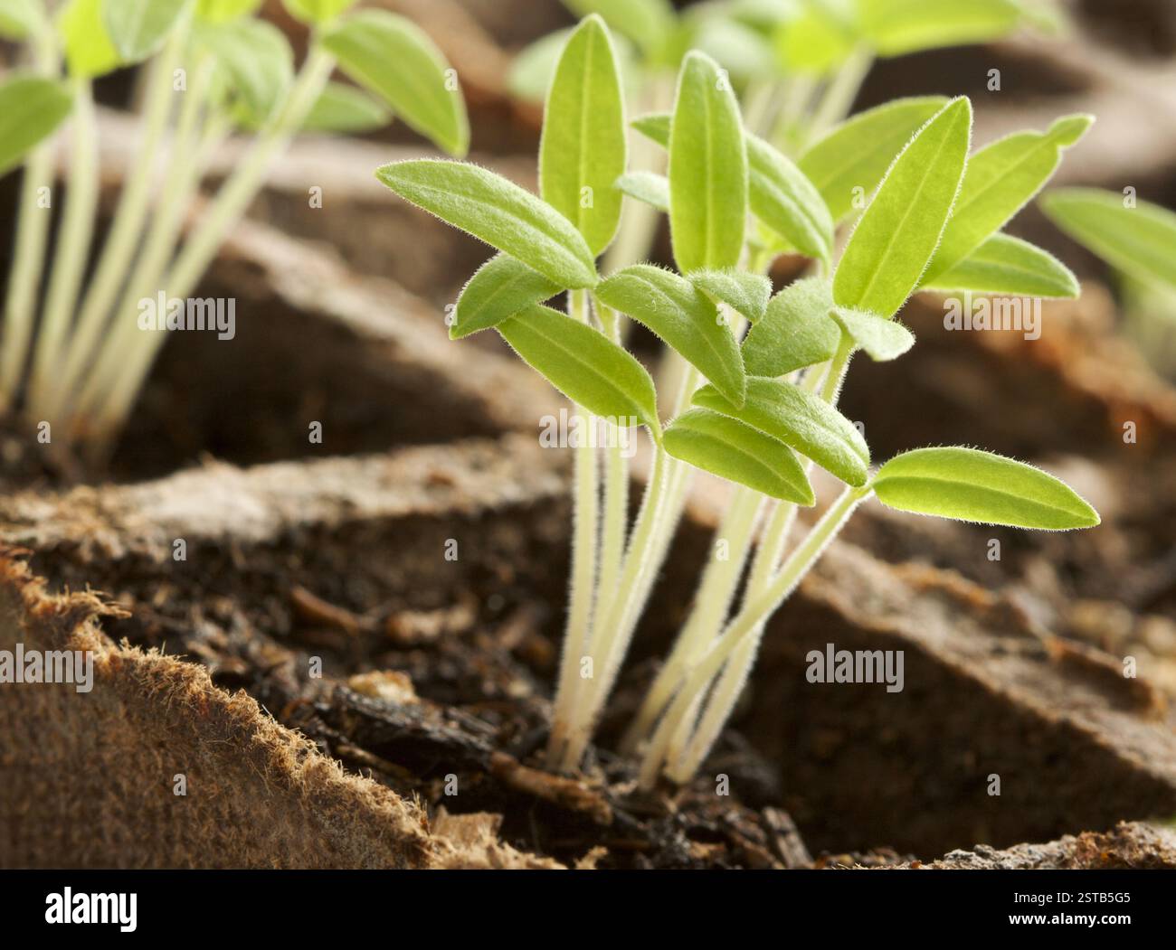 Tomato seed sprouting hi-res stock photography and images - Alamy