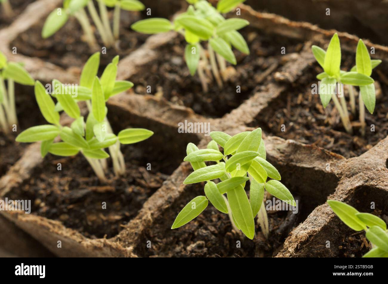 Plants34 hi-res stock photography and images - Alamy