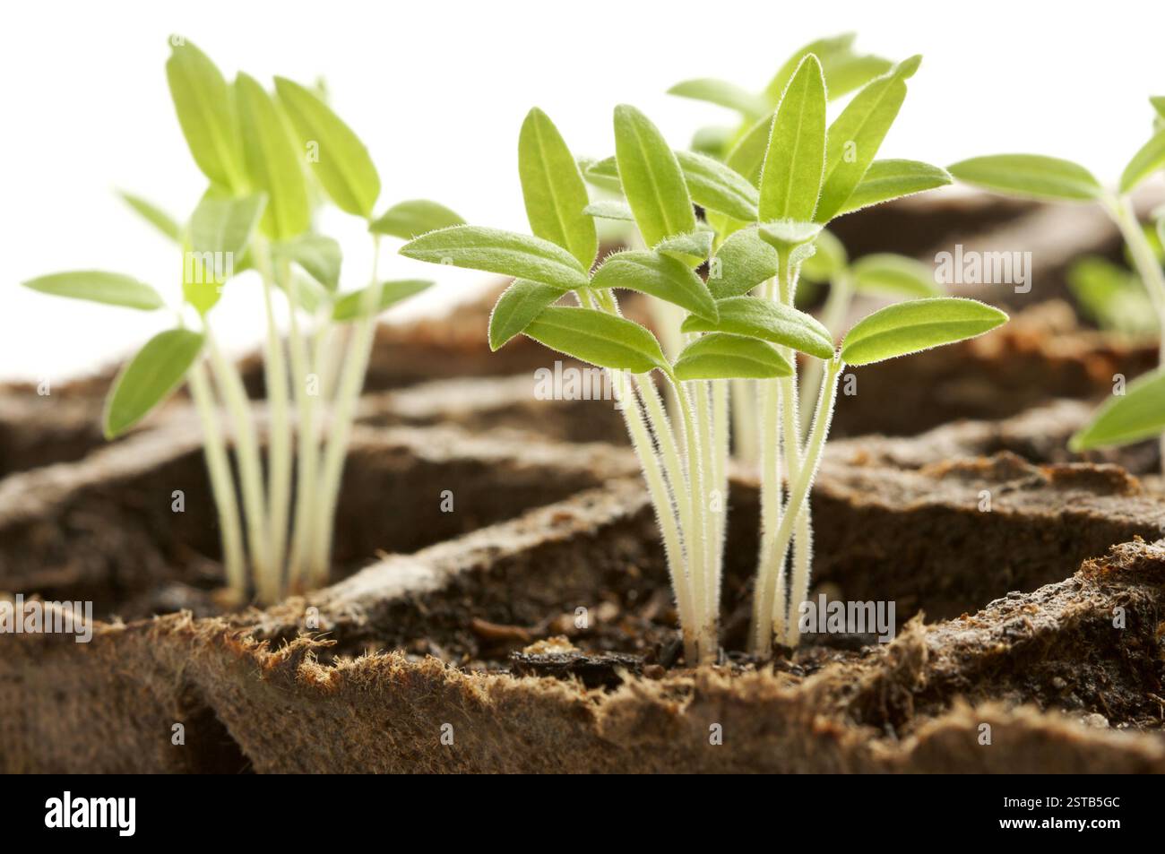 Garden plants sprouting tomato hi-res stock photography and images - Alamy