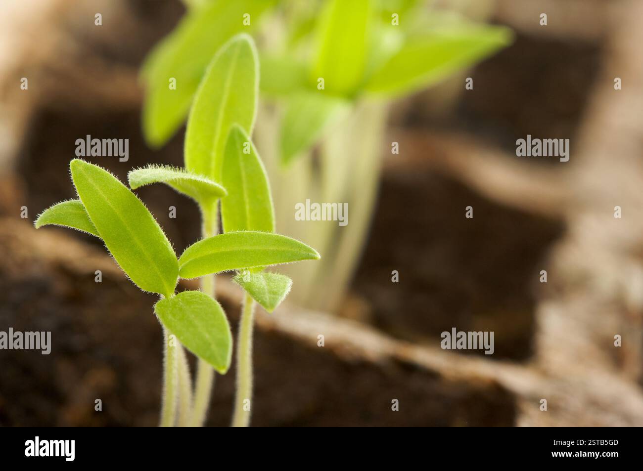 Tomato seed sprouting hi-res stock photography and images - Alamy