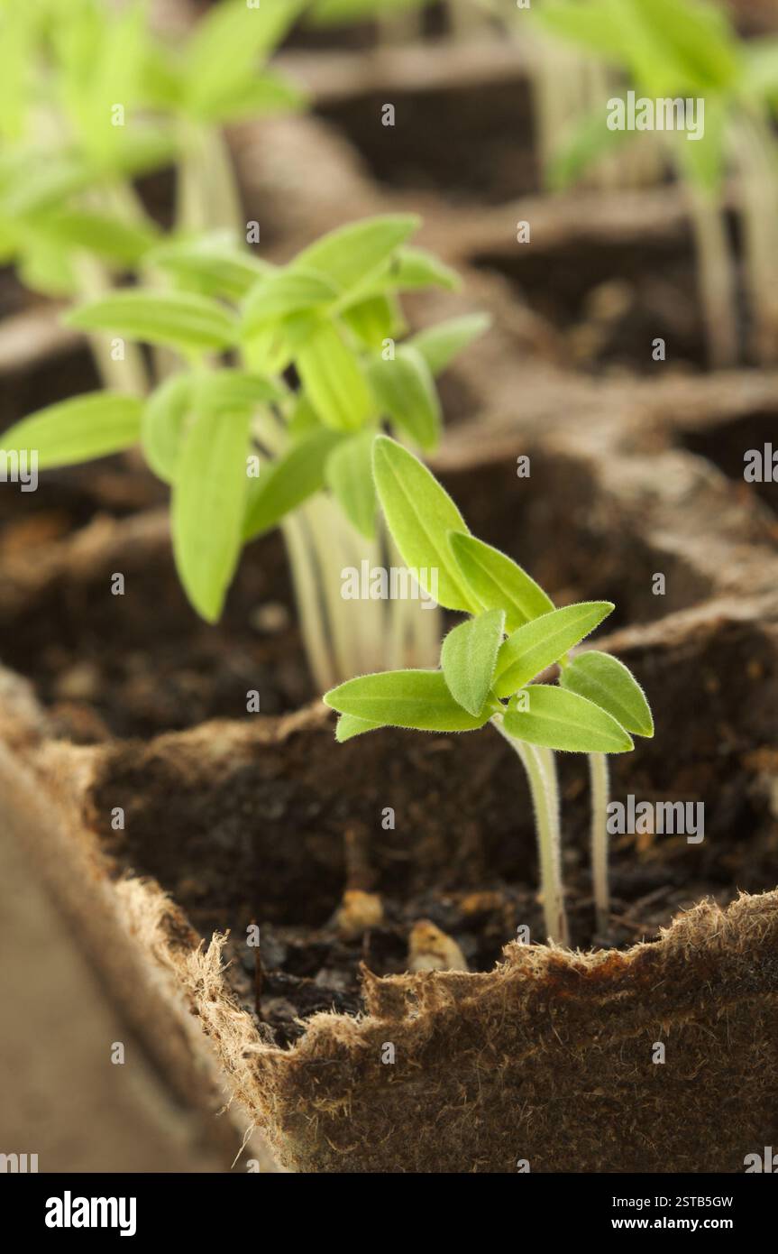 Tomato seed sprouting hi-res stock photography and images - Alamy