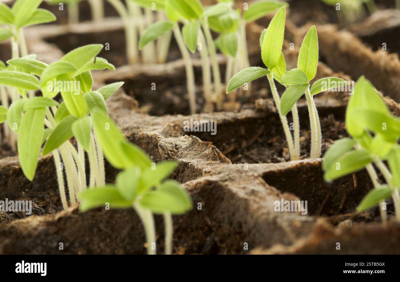 Sprouting Plants in a Row Stock Photo - Alamy