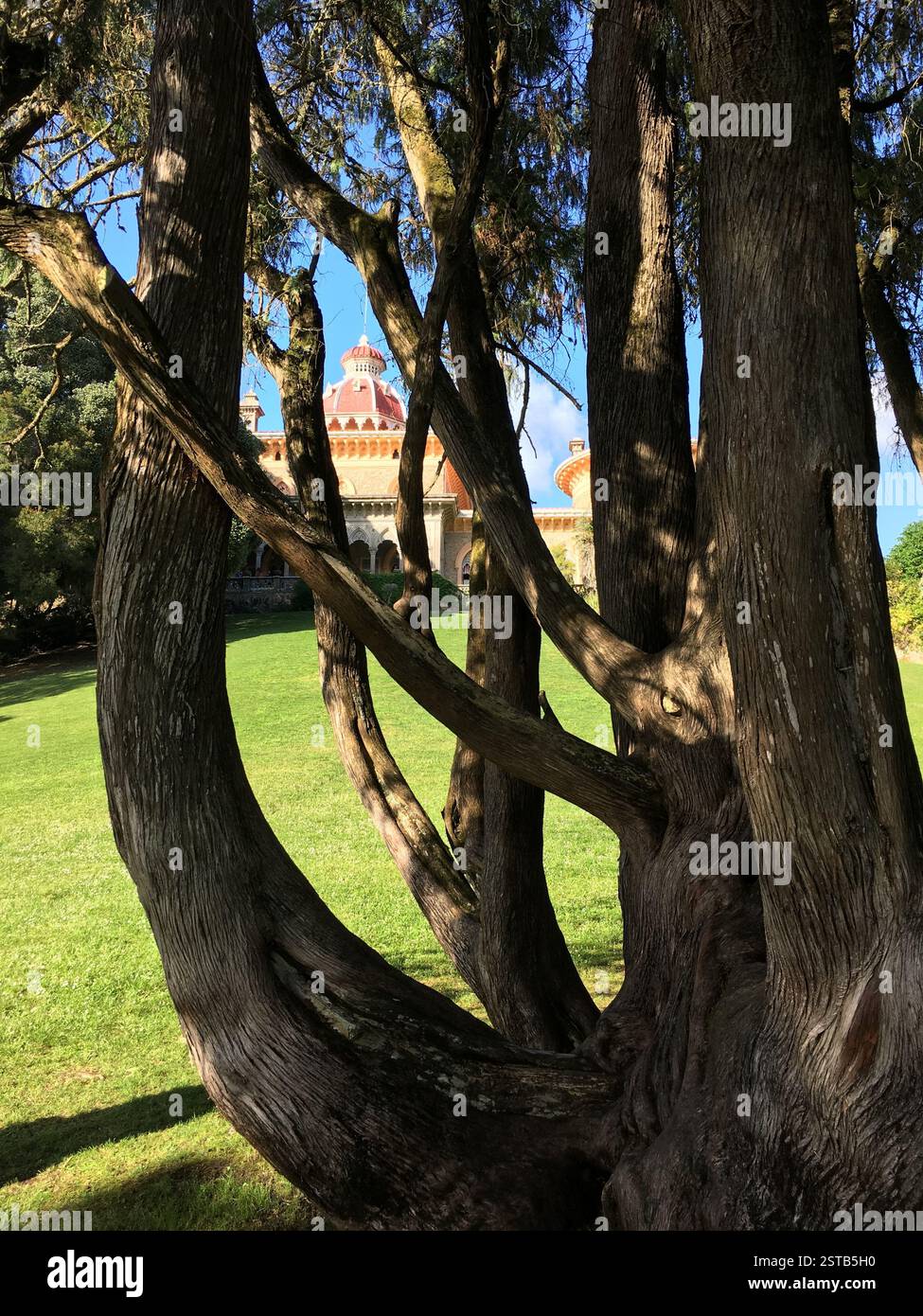 Tree with twisting branches frames a distant mansion. Lush green lawn ...