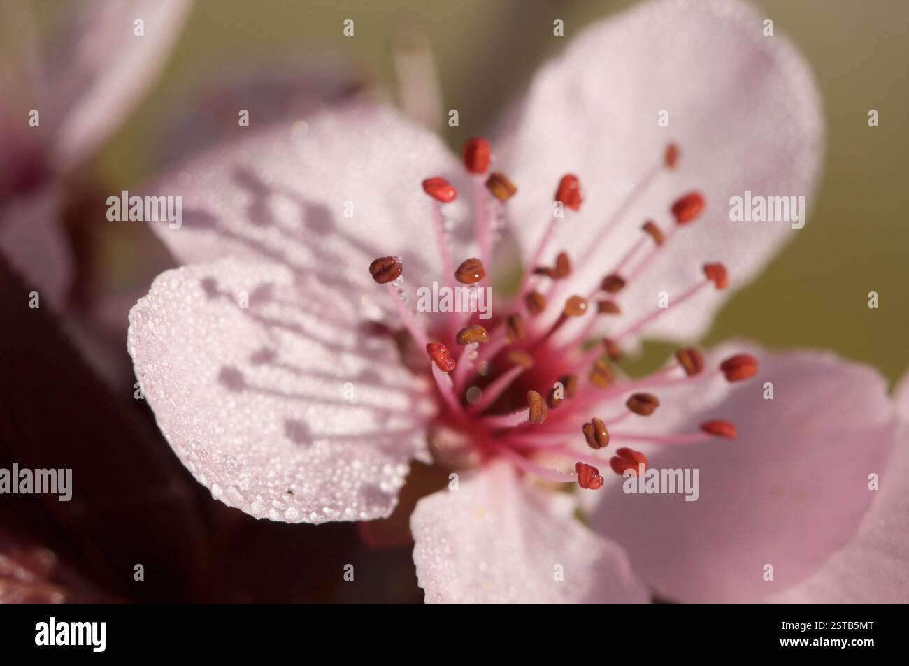 Early Spring Pink Tree Blossoms Stock Photo - Alamy