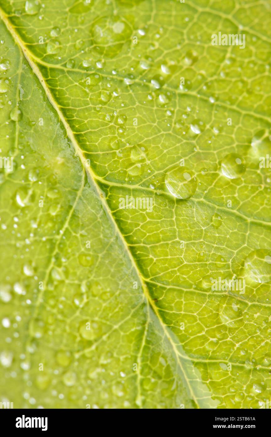Leaf close up on water hi-res stock photography and images - Alamy