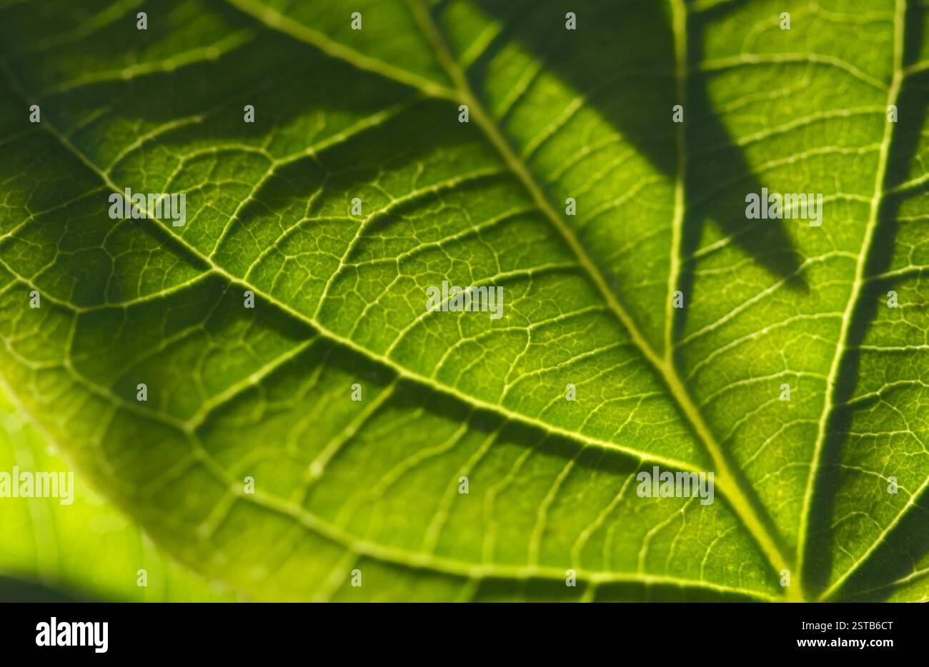 Macro Backlit Leaf Stock Photo - Alamy