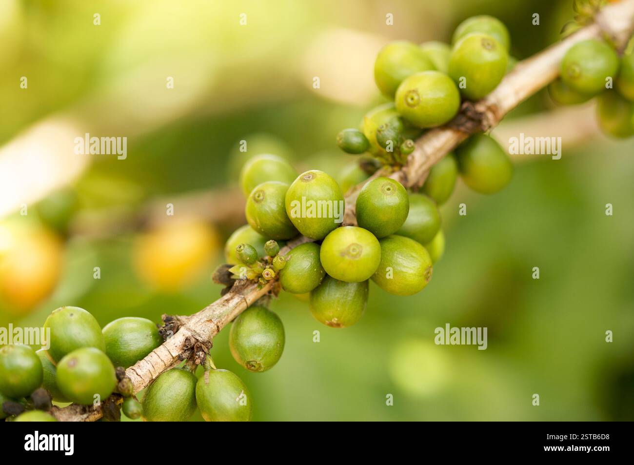 Coffee beans jamaica blue hi-res stock photography and images - Alamy