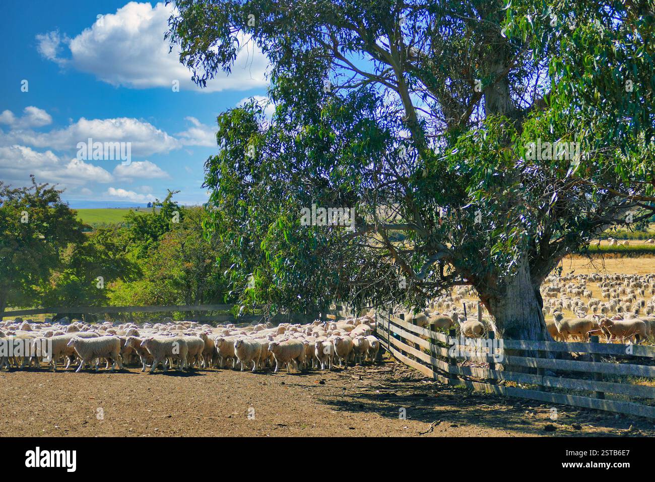 Large flock of sheep are herded into a fence in rural Tasmania ...