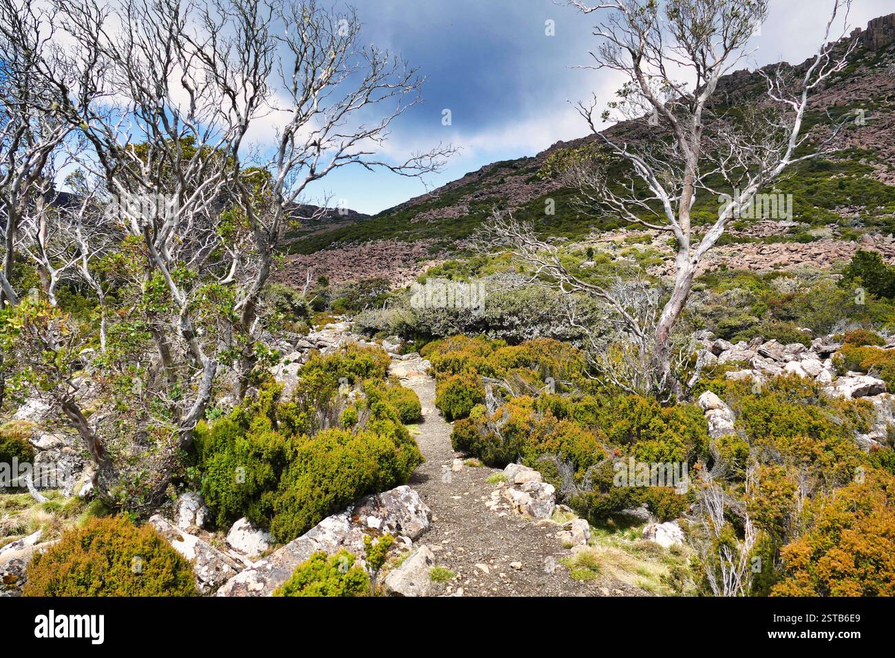 Walking trail through rocky landscape with alpine vegetation and ...