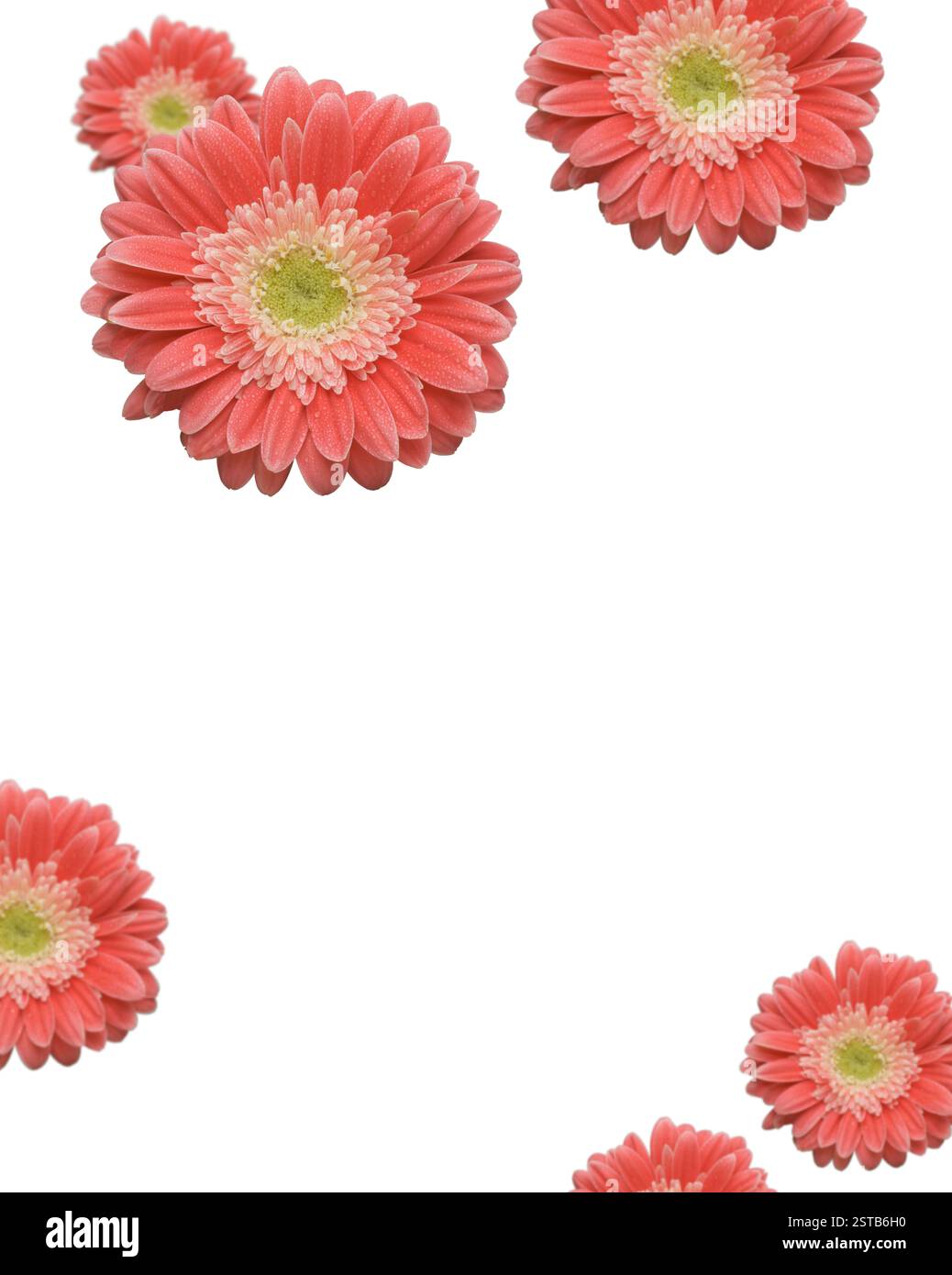 Daisy flower petals falling hi-res stock photography and images - Alamy