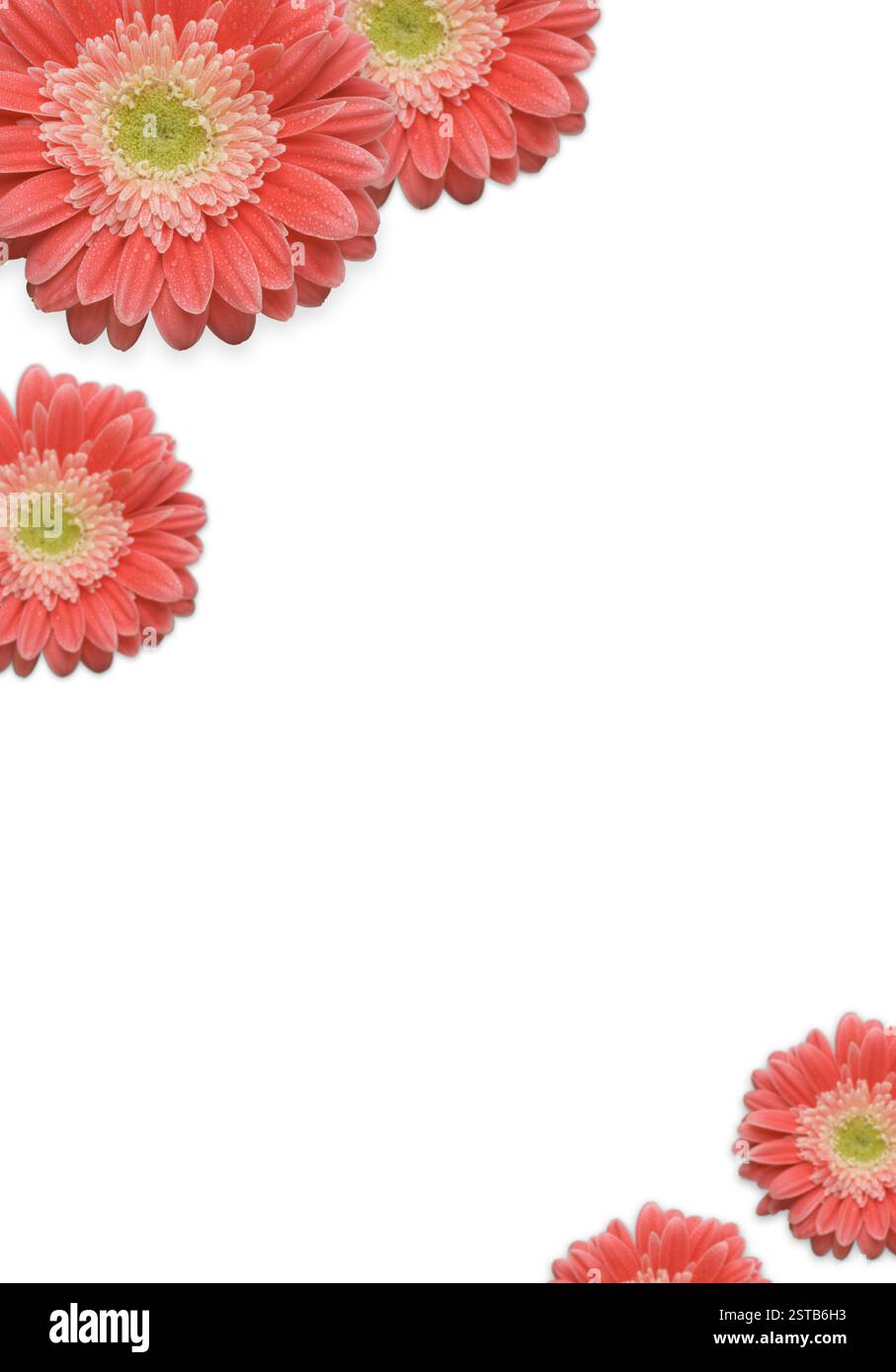 Daisy flower petals falling hi-res stock photography and images - Alamy