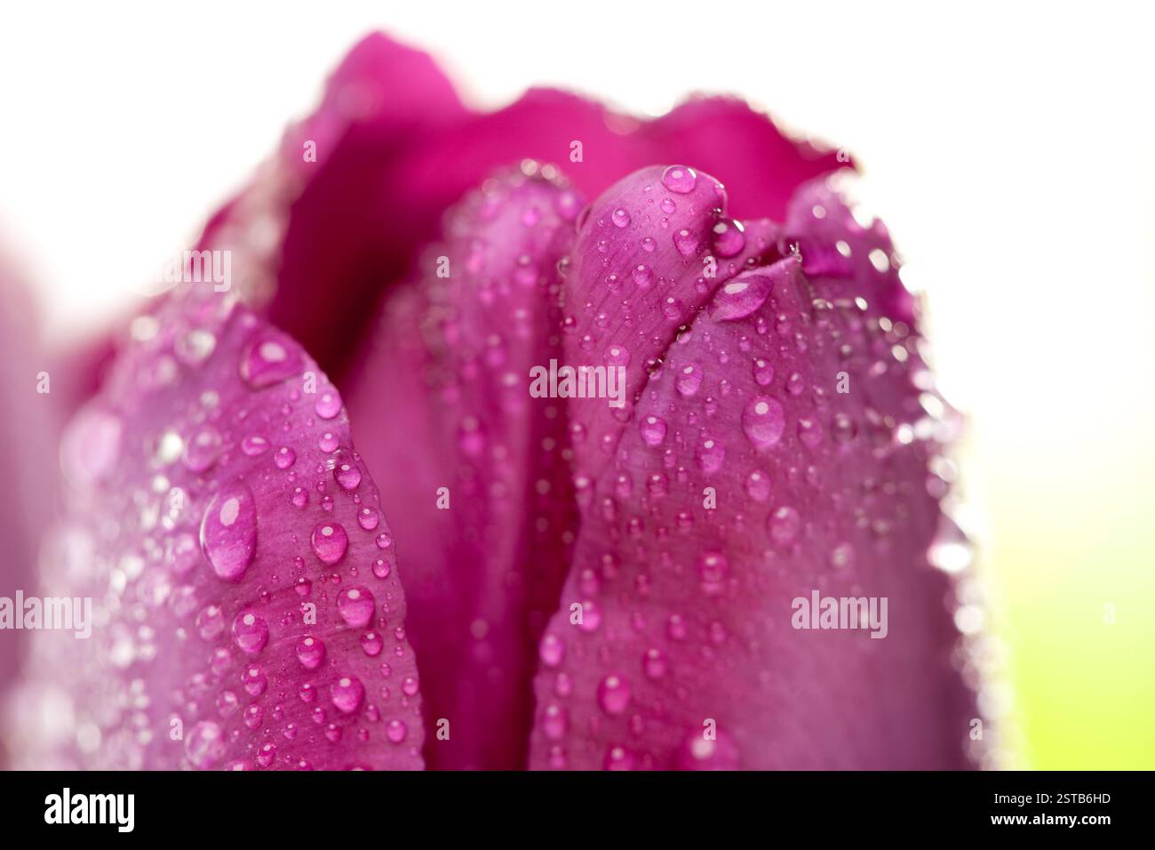 Macro of Purple Tulips with Water Mist Drops Stock Photo - Alamy