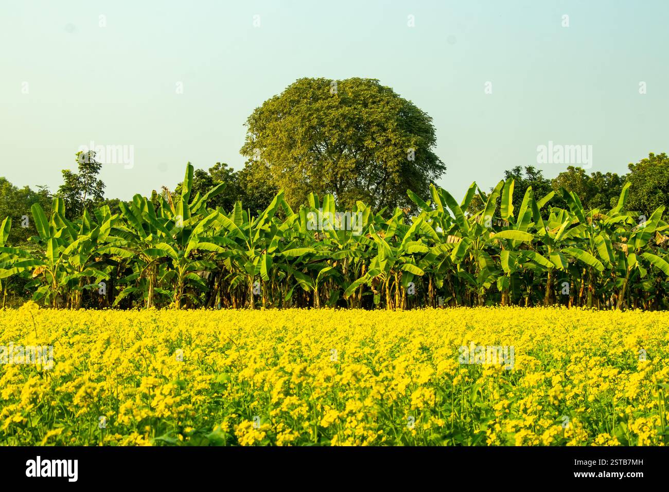 There is a banana garden behind the mustard field. Oil is produced from ...