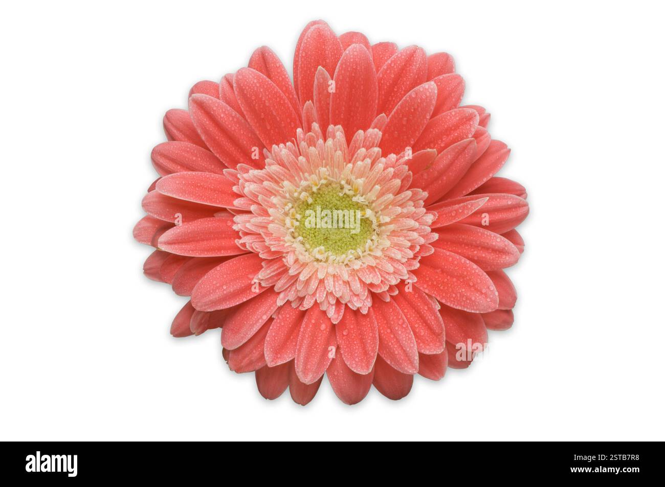 Leaf isolated daisy pink Cut Out Stock Images & Pictures - Alamy