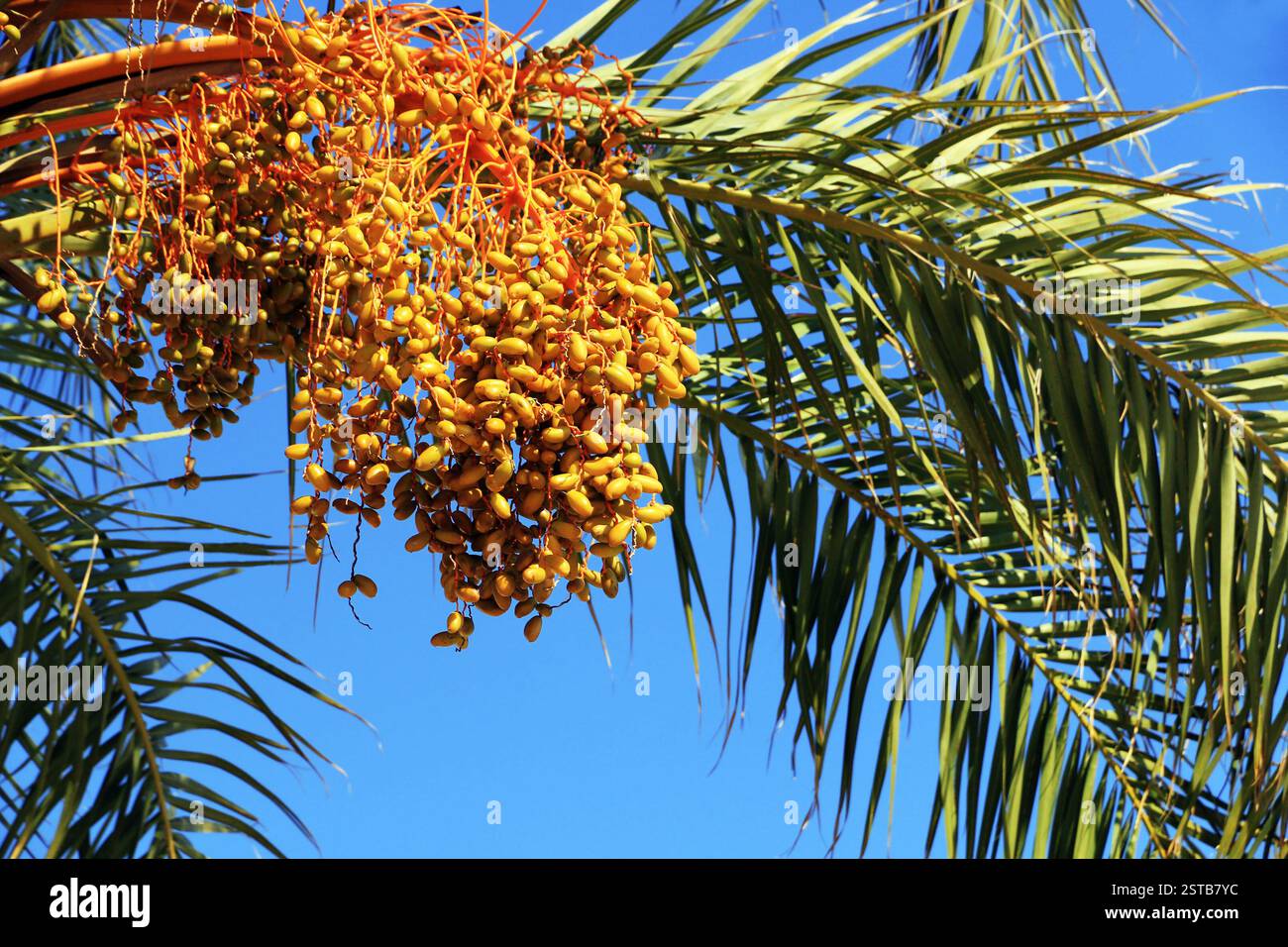 Bunch of dates on the branch of a palm tree Stock Photo - Alamy
