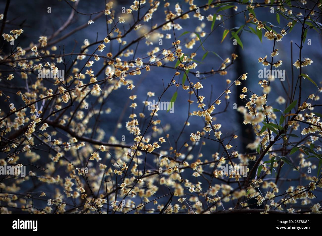 Wintersweet flowers bloom in Huai'an City, east China's Jiangsu ...