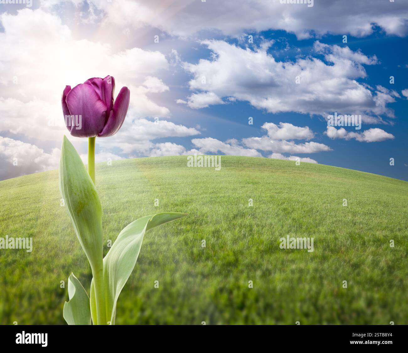 Beautiful Purple Tulip Over Empty Grass Field and Sky with Clouds Stock ...