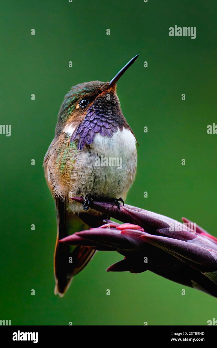 Volcano hummingbird animal in hi-res stock photography and images - Alamy