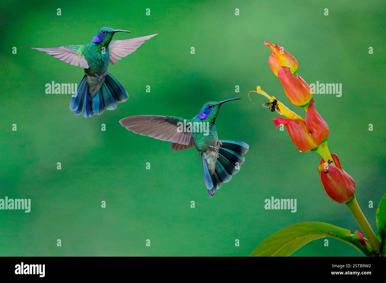 Two Lesser violet-ear Hummingbirds (Colibri cyanotus) flying around a ...