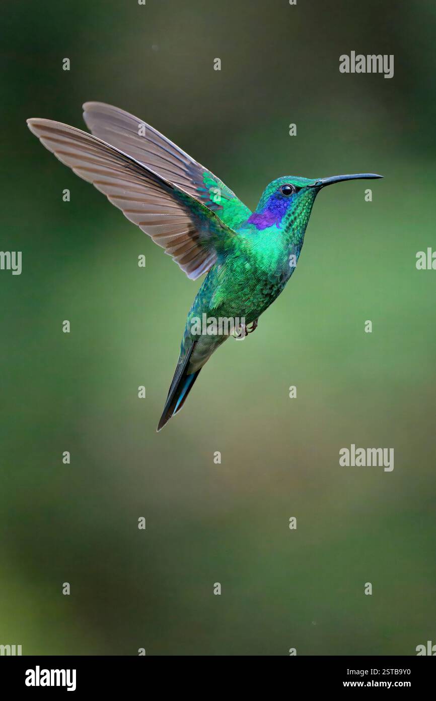 Lesser violetear in costa rica hi-res stock photography and images - Alamy