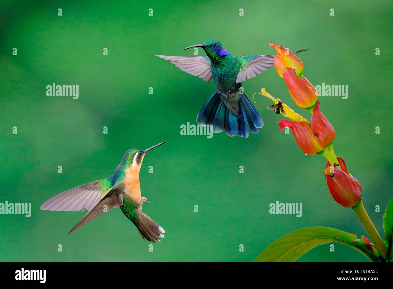 Flying Lesser violet-ear Hummingbird (Colibri cyanotus) and female ...