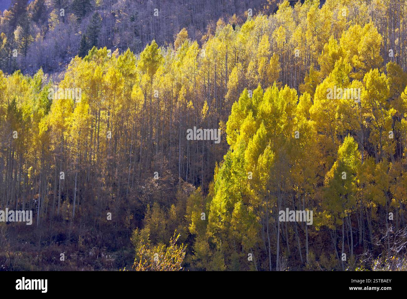 Aspen Pines Changing Color Against the Mountain Side Stock Photo - Alamy