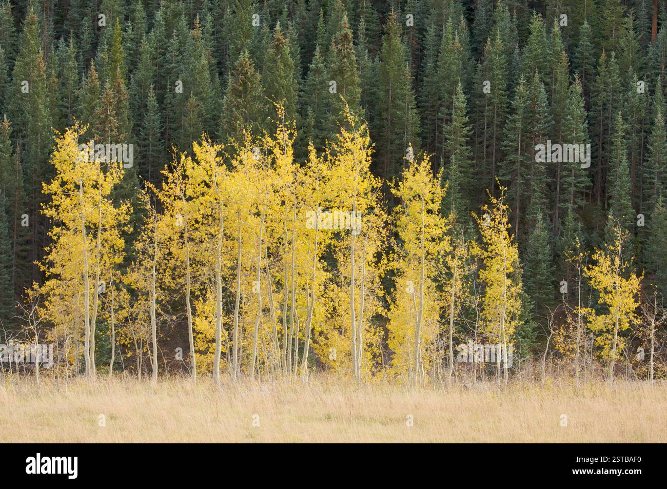 Aspen Pines Changing Color Against the Mountain Side Stock Photo - Alamy