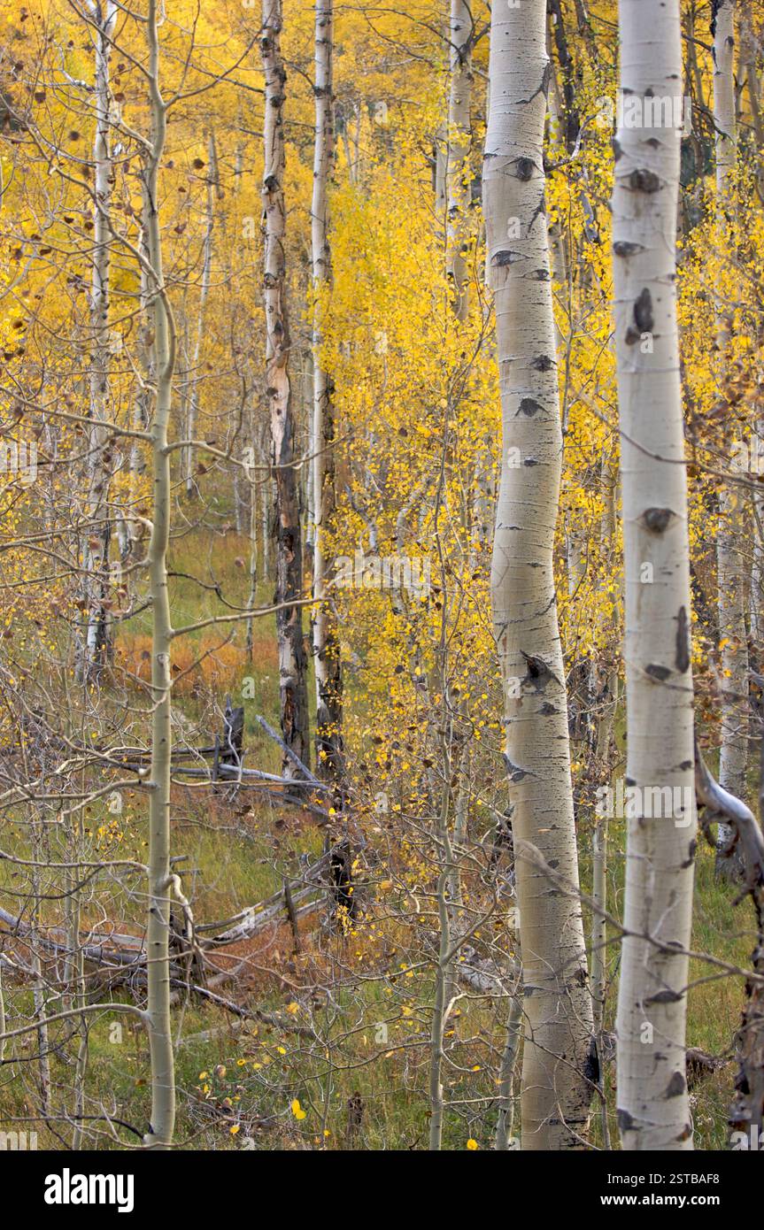 Colorado seasons changing hi-res stock photography and images - Alamy