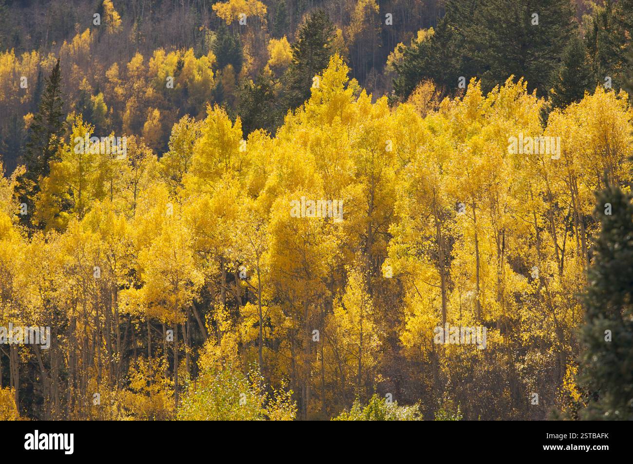 Aspen changing colors hi-res stock photography and images - Alamy