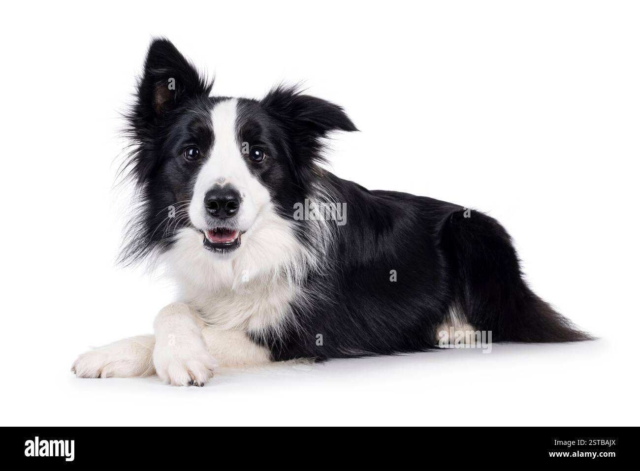 Adorable typical black and white young adult Border Collie dog, laying ...