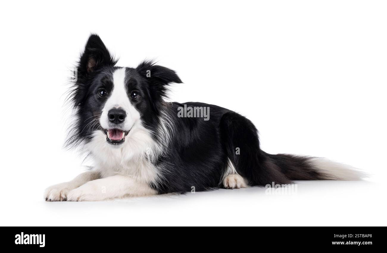 Adorable typical black and white young adult Border Collie dog, laying ...