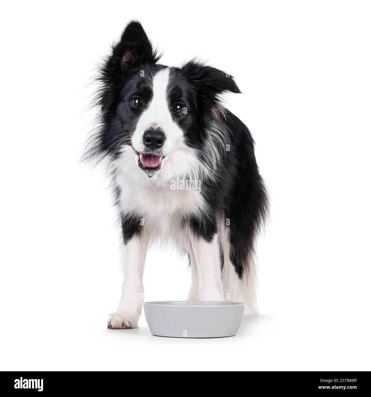 Adorable typical black and white young adult Border Collie dog ...