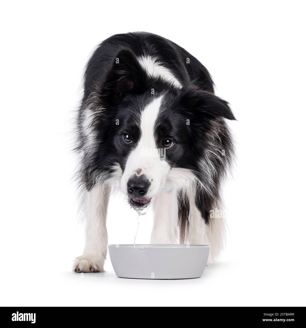 White dog drinking water Cut Out Stock Images & Pictures - Alamy