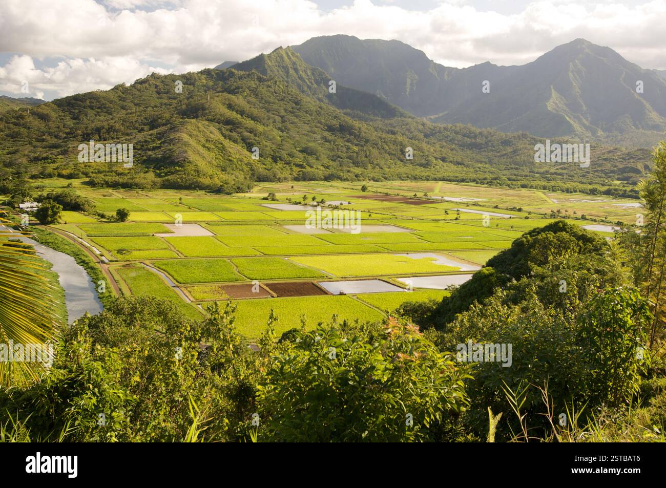 Hanalei Valley and Taro Fields on Kauai, Hawaii Stock Photo - Alamy