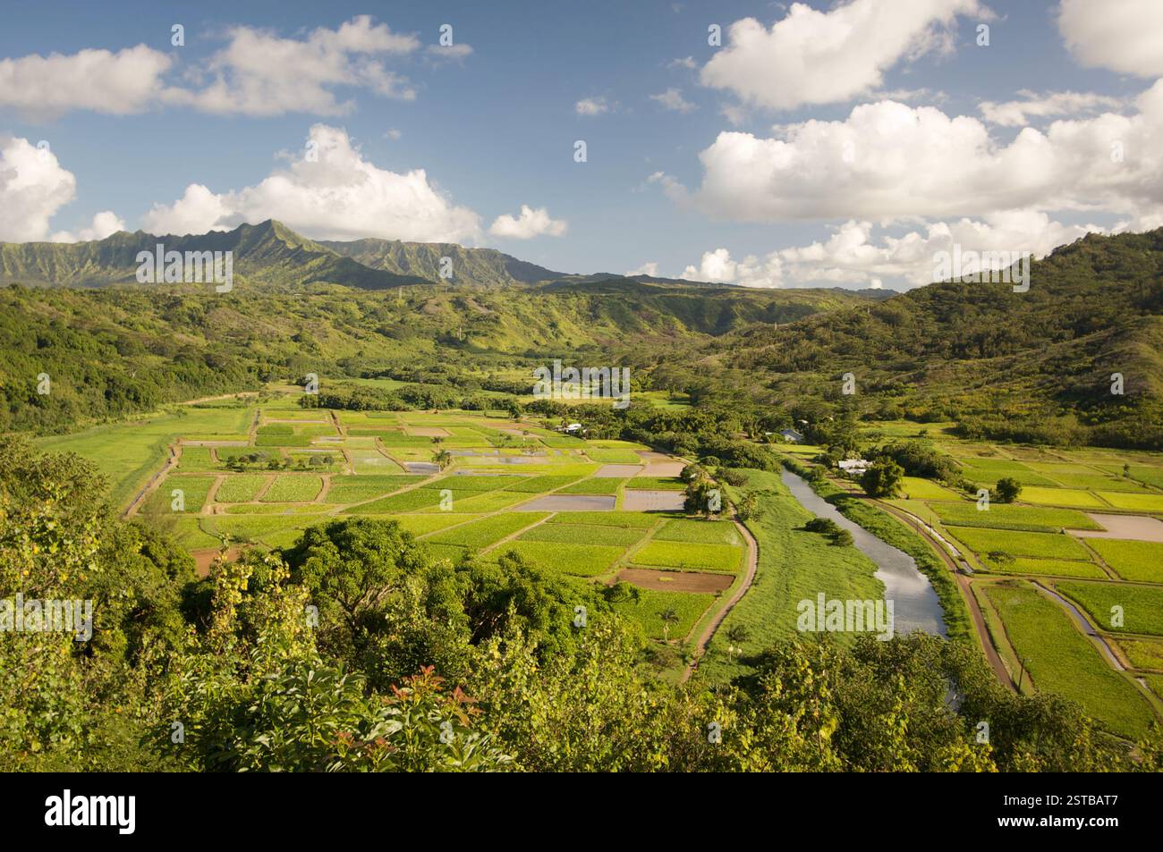 Hanalei taro hi-res stock photography and images - Alamy