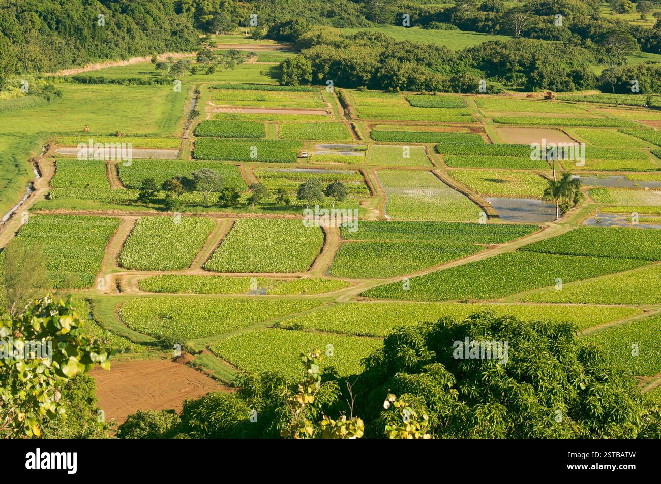 Taro field taro fields hi-res stock photography and images - Alamy