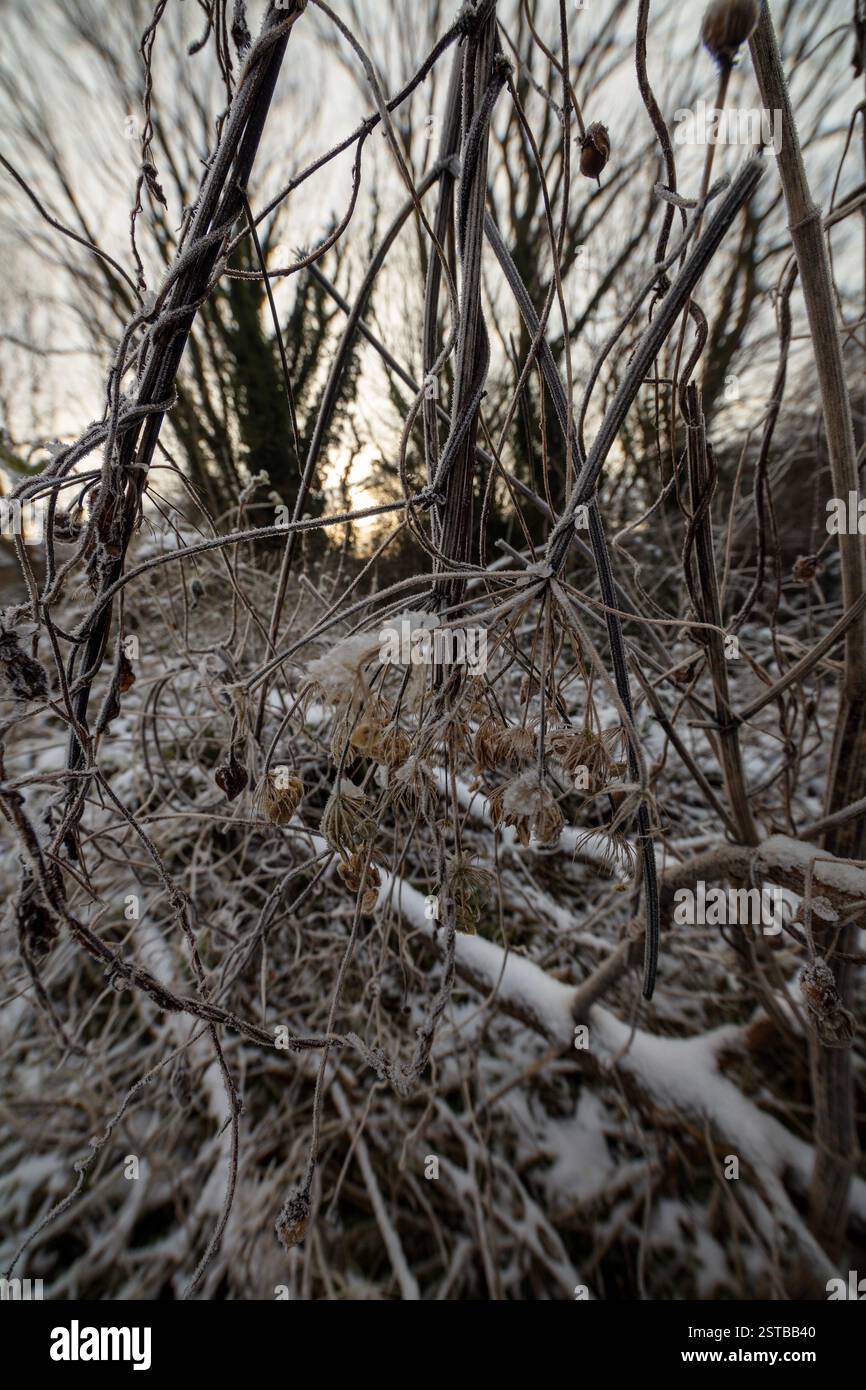 Natural close up, semi-abstract, patterns in nature / plantlike ...
