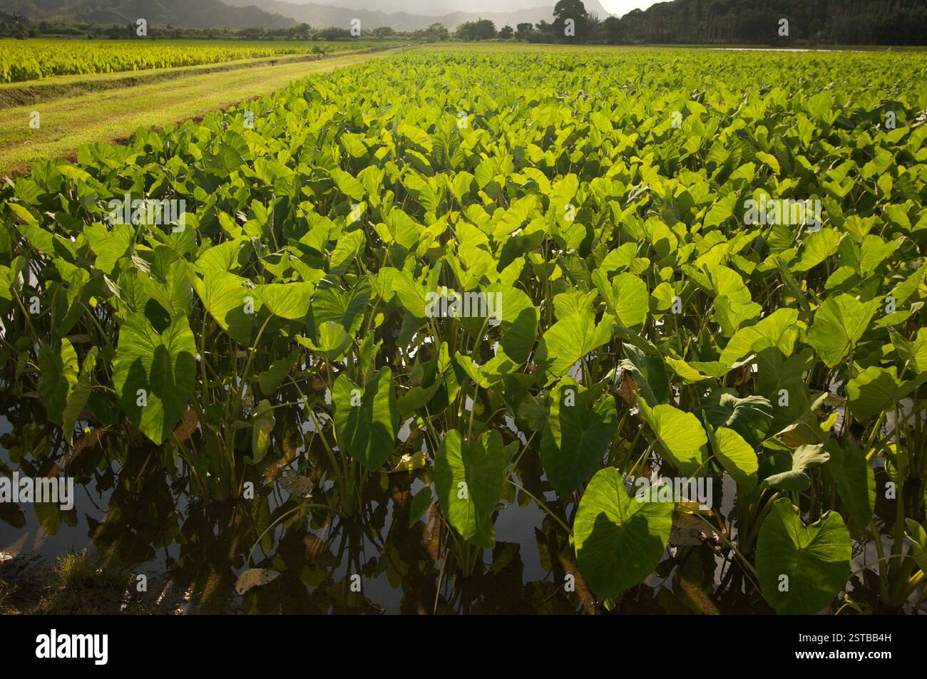 Hanalei taro hi-res stock photography and images - Alamy