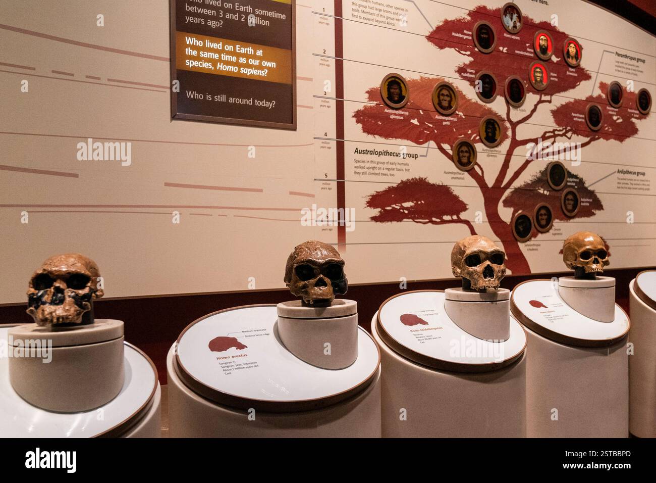 FILE - Casts of skulls are seen inside an exhibit of early human ...