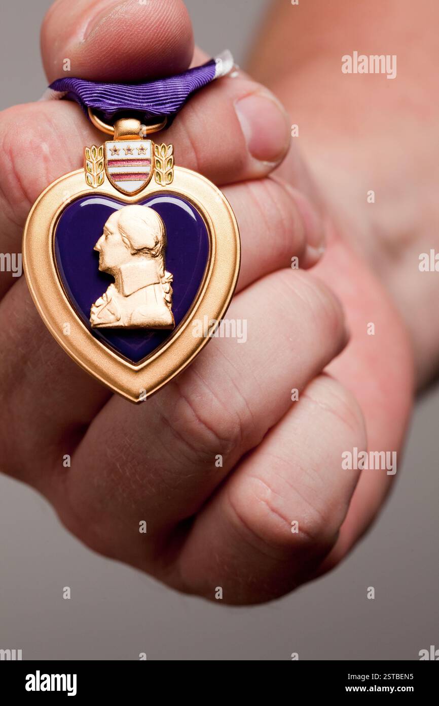 Man holding purple heart war medal on a grey background hi-res stock ...