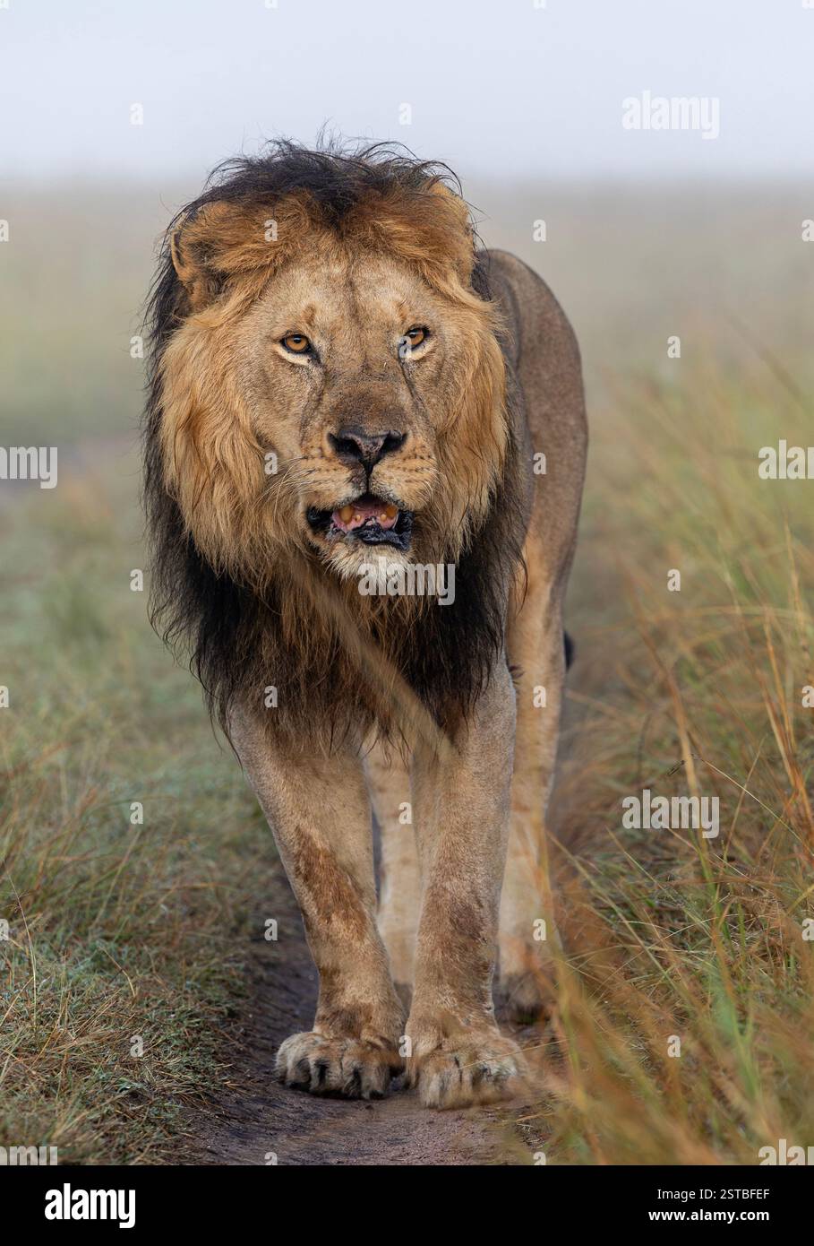 Great king of african savanna, Lion Lorkulup from Black Rock Pride ...