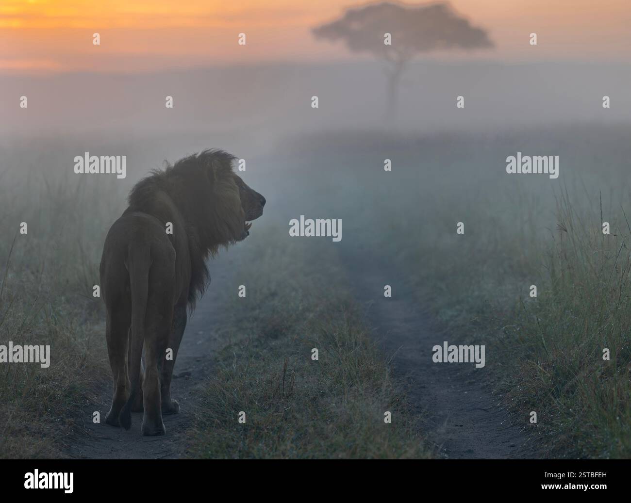 Great king of african savanna, Lion Lorkulup from Black Rock Pride ...