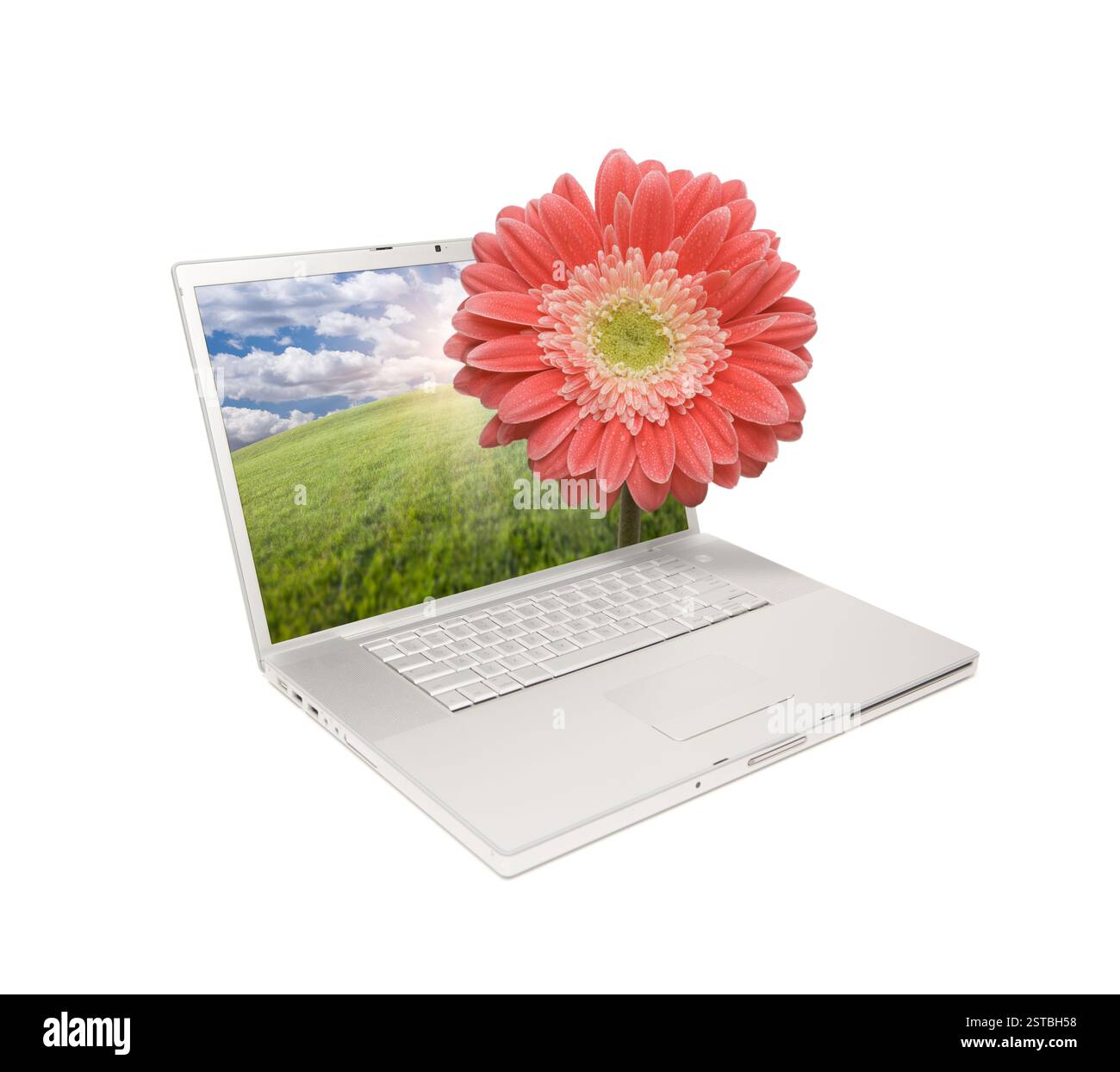 Silver Computer Laptop Isolated with Gerber Daisy Extruding the Monitor ...