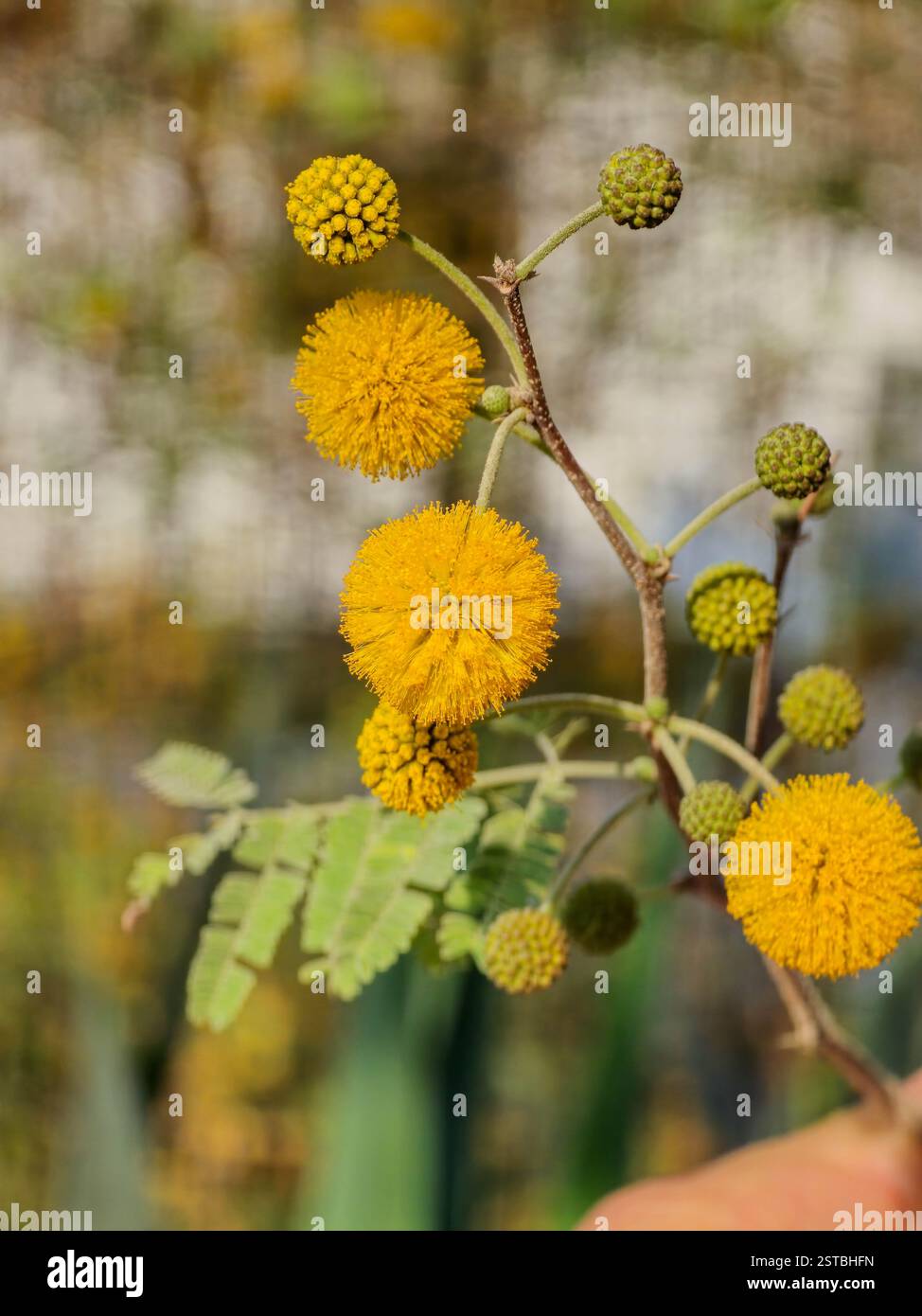 Blooming Acacia flowers in the afternoon sunlight Stock Photo - Alamy