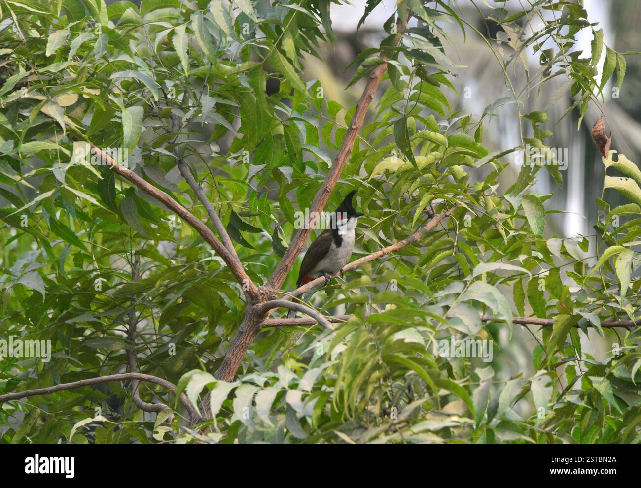 Siliguri, West Bengal, India. 18th Feb, 2025. A Red Whiskered Bulbul ...