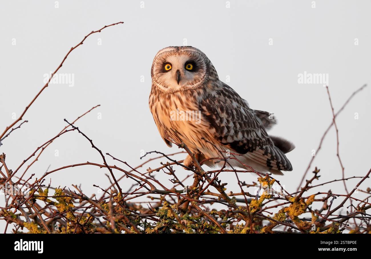 A wild Short-eared owl hunting for food during the morning sunshine ...